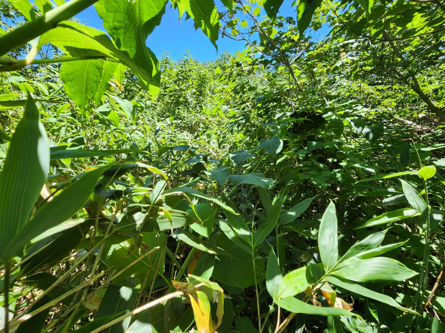 Tantalさんの投稿したフィールドメモ | YAMAP / ヤマップ