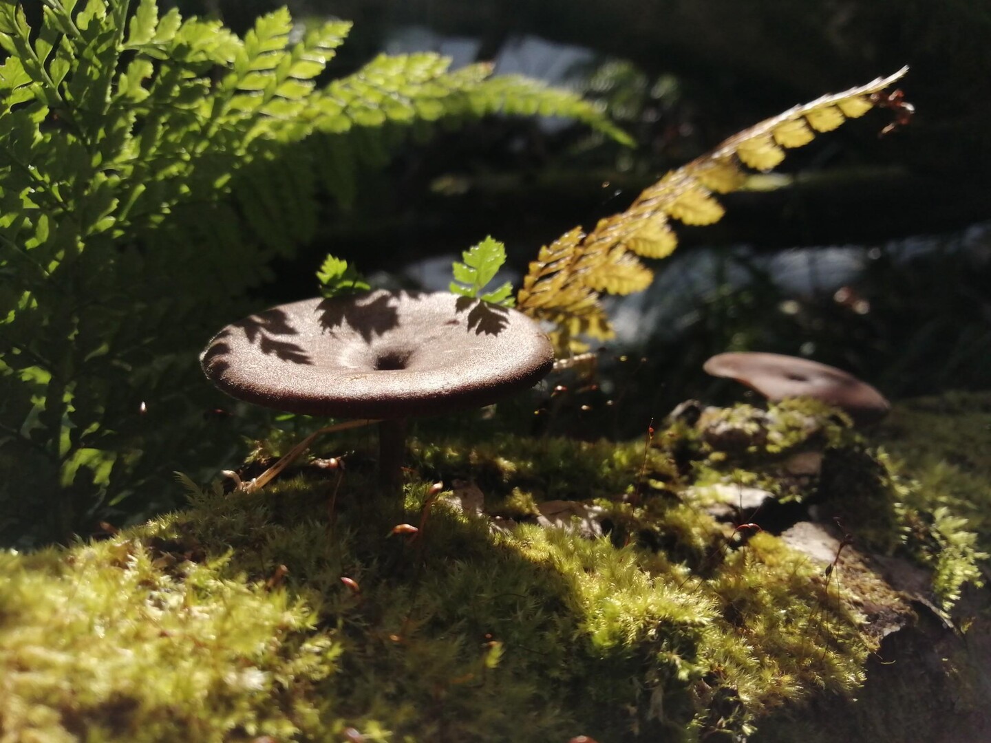 獅子吼エイトピーク 月惜山・赤兀山・奥獅子吼山・脚谷山・鷹栖山・欅尾山・北ノ峰・御堂山 / アムさんの奥獅子吼山・口三方岳・烏帽子山の活動 ...