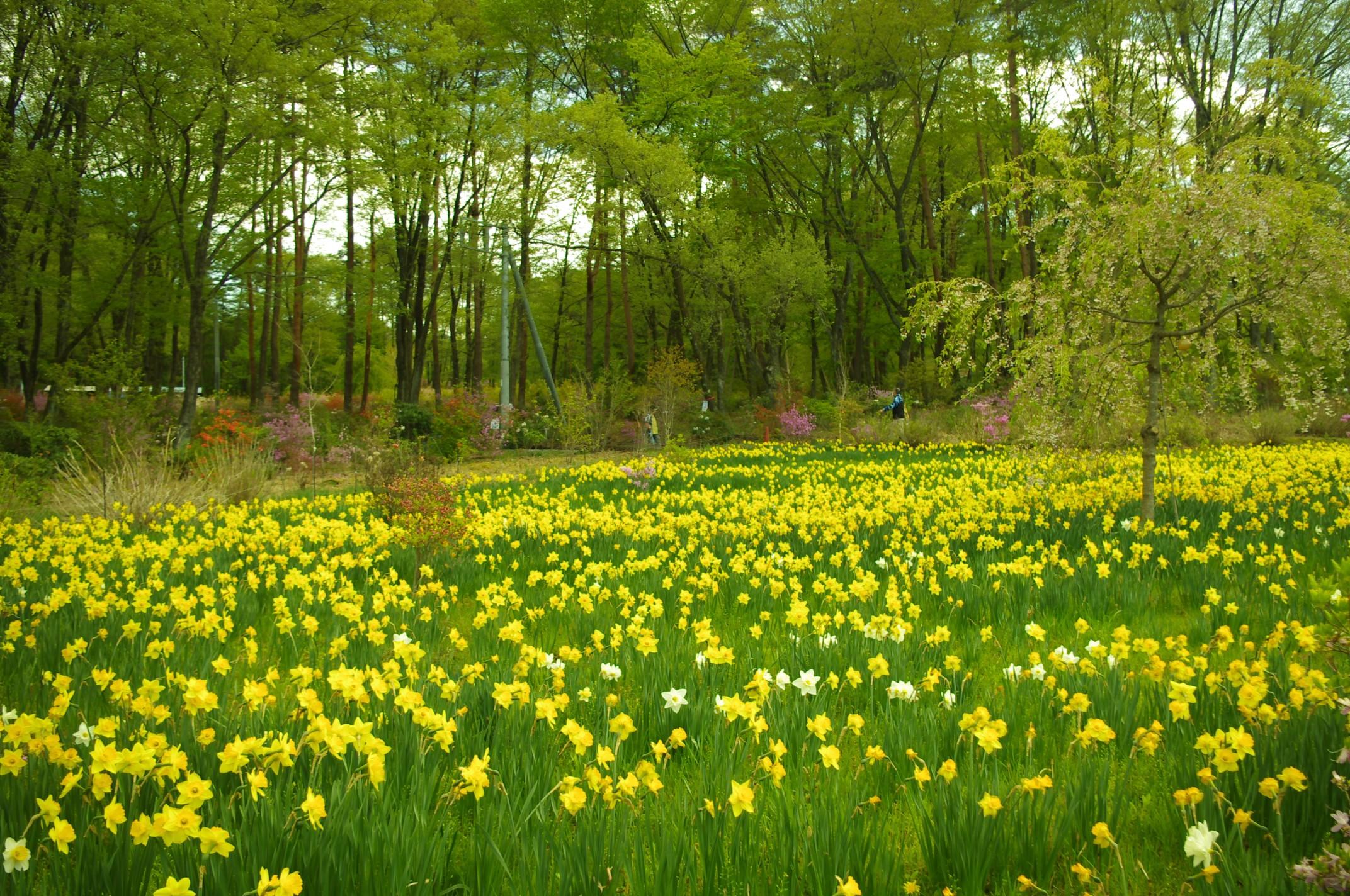 浅間隠山 / 𝑹𝒀𝑼さんの浅間隠山・駒髪山・丸岩の活動データ | YAMAP / ヤマップ