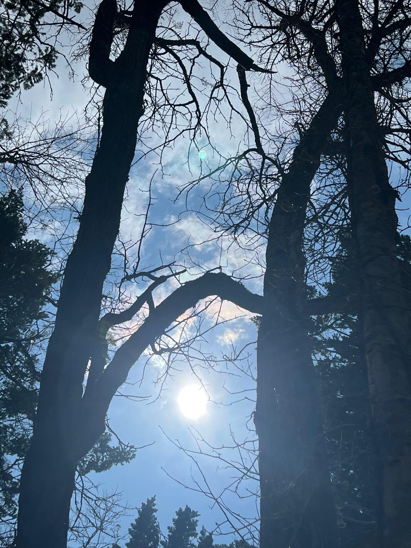 幌平山 / cool-moonさんのイチャンコッペ山の活動データ | YAMAP / ヤマップ