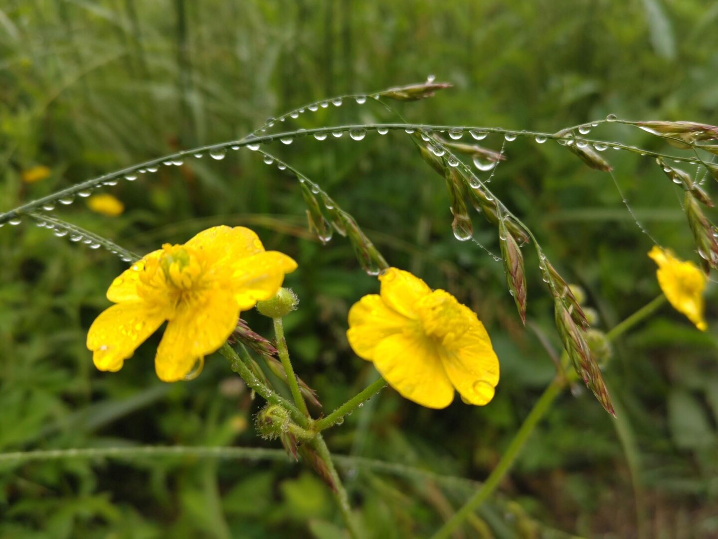 六甲山 / Kazhiさんの六甲山・長峰山・摩耶山の活動データ | YAMAP / ヤマップ