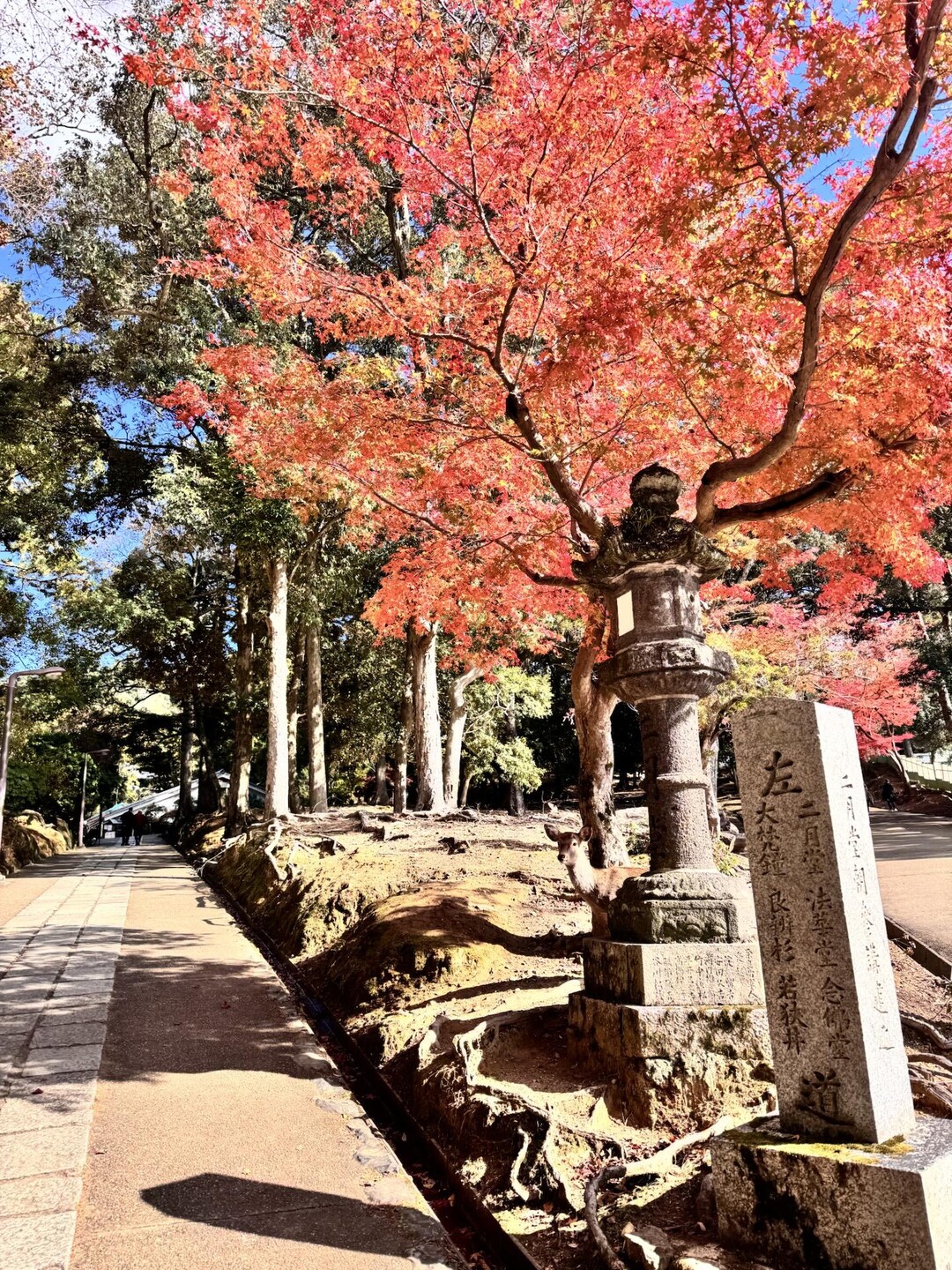 大人の遠足🎒 奈良公園🍁 時間なくて... / aranさんのモーメント | YAMAP / ヤマップ