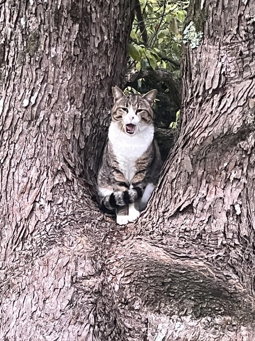 2023-03-24#635☁️83/365 / たま🎈さんのウォーキングの活動データ | YAMAP / ヤマップ