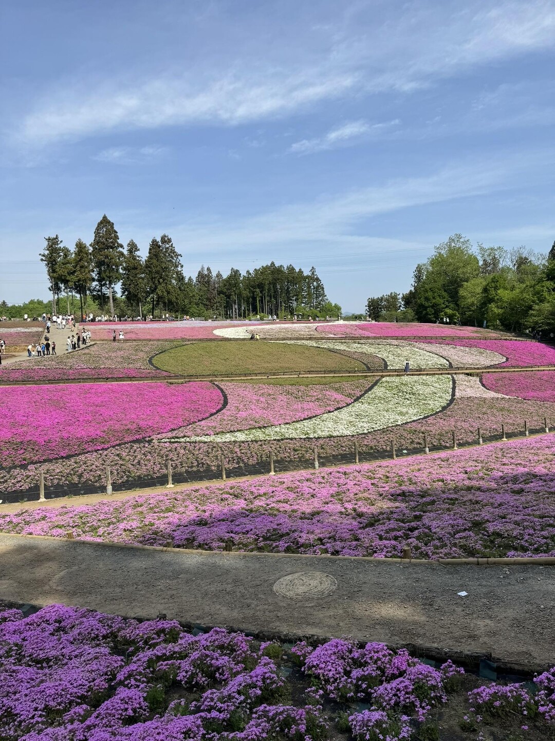秩父の春は芝桜🌸 / ごうさんのウォーキングの活動データ | YAMAP / ヤマップ
