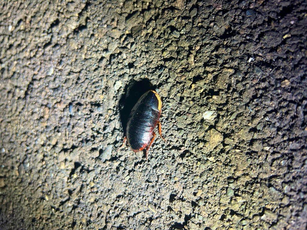 子どもとの夜散歩でサツマゴキブリを発見。... / ryunosukeさんのモーメント | YAMAP / ヤマップ