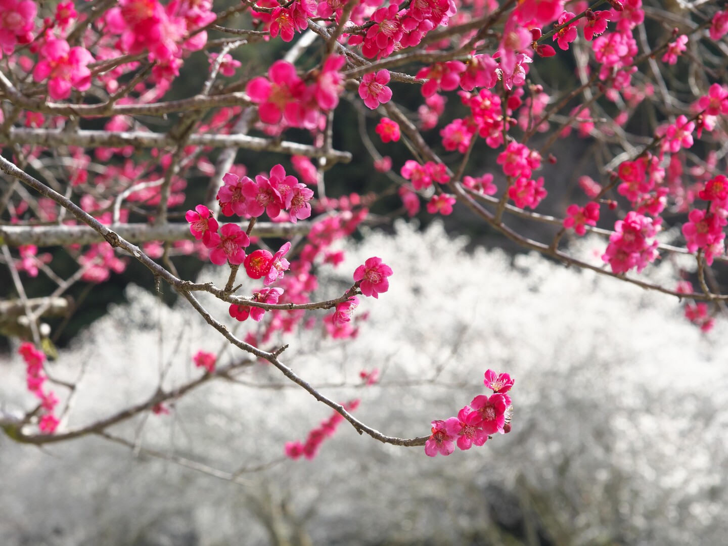 梅とハナネコノメソウ@高尾山 / かずひろさんの高尾山・陣馬山・景信山の活動データ | YAMAP / ヤマップ