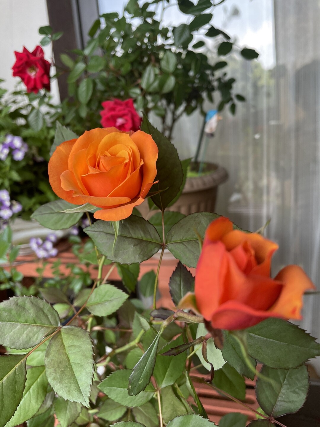 とてもいい天気〜🙏 今日は休日 我が家... / non nonさんのモーメント | YAMAP / ヤマップ