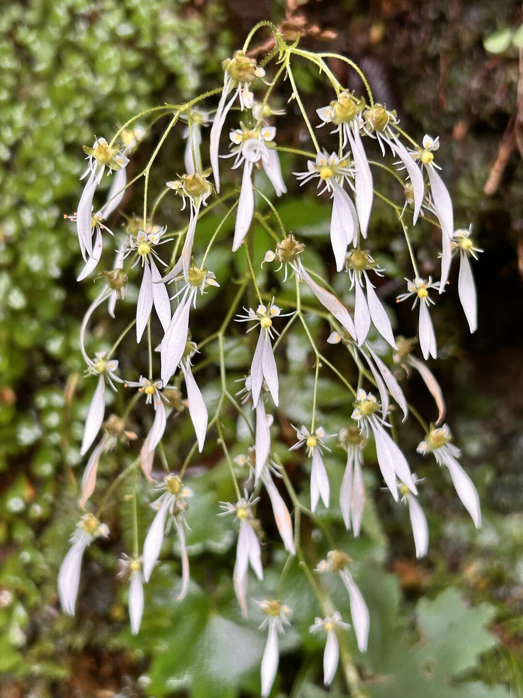 うつろぎ山・青笹山 / Co-CHeさんの青笹山の活動データ | YAMAP / ヤマップ