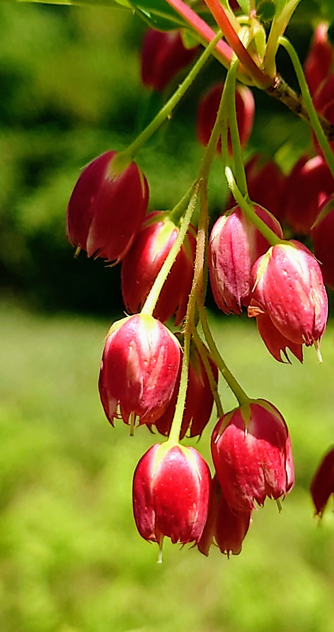 紅ｻﾗｻﾄﾞｳﾀﾞﾝ咲く鬼ノ城 / 奏龍さんの鬼ノ城（鬼城山）の活動データ | YAMAP / ヤマップ