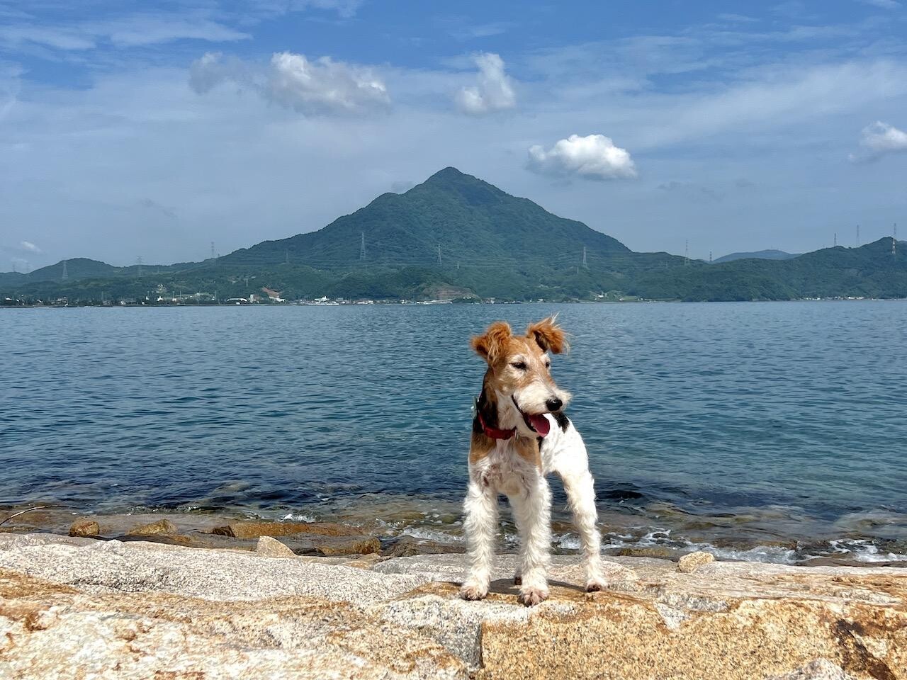 若狭富士 青葉山（東峰・西峰） / masa omoさんの青葉山の活動データ | YAMAP / ヤマップ
