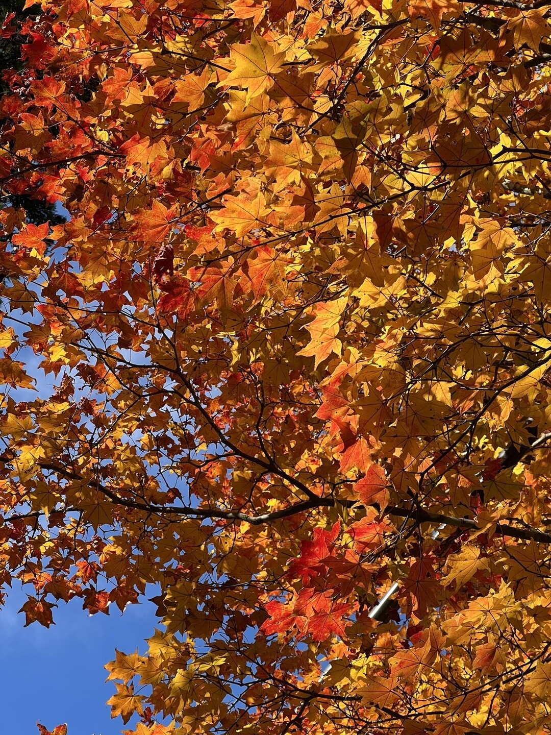 金剛山・紅葉🍁🍁山頂見頃 / sinoさんさんの金剛山・二上山・大和葛城山の活動データ | YAMAP / ヤマップ