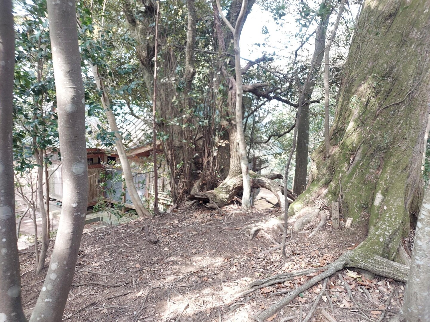 KAMIちゃん🐤さんの投稿したフィールドメモ | YAMAP / ヤマップ