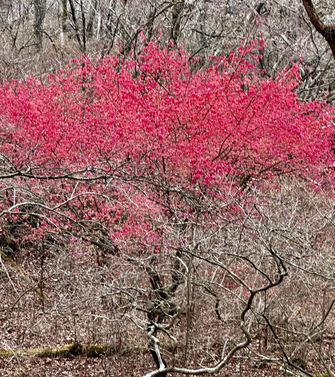 晩秋の御嶽道🍁霧島神宮 ️中岳へ / MiMiさんの霧島山・韓国岳・高千穂峰・夷守岳・烏帽子岳の活動日記 | YAMAP / ヤマップ