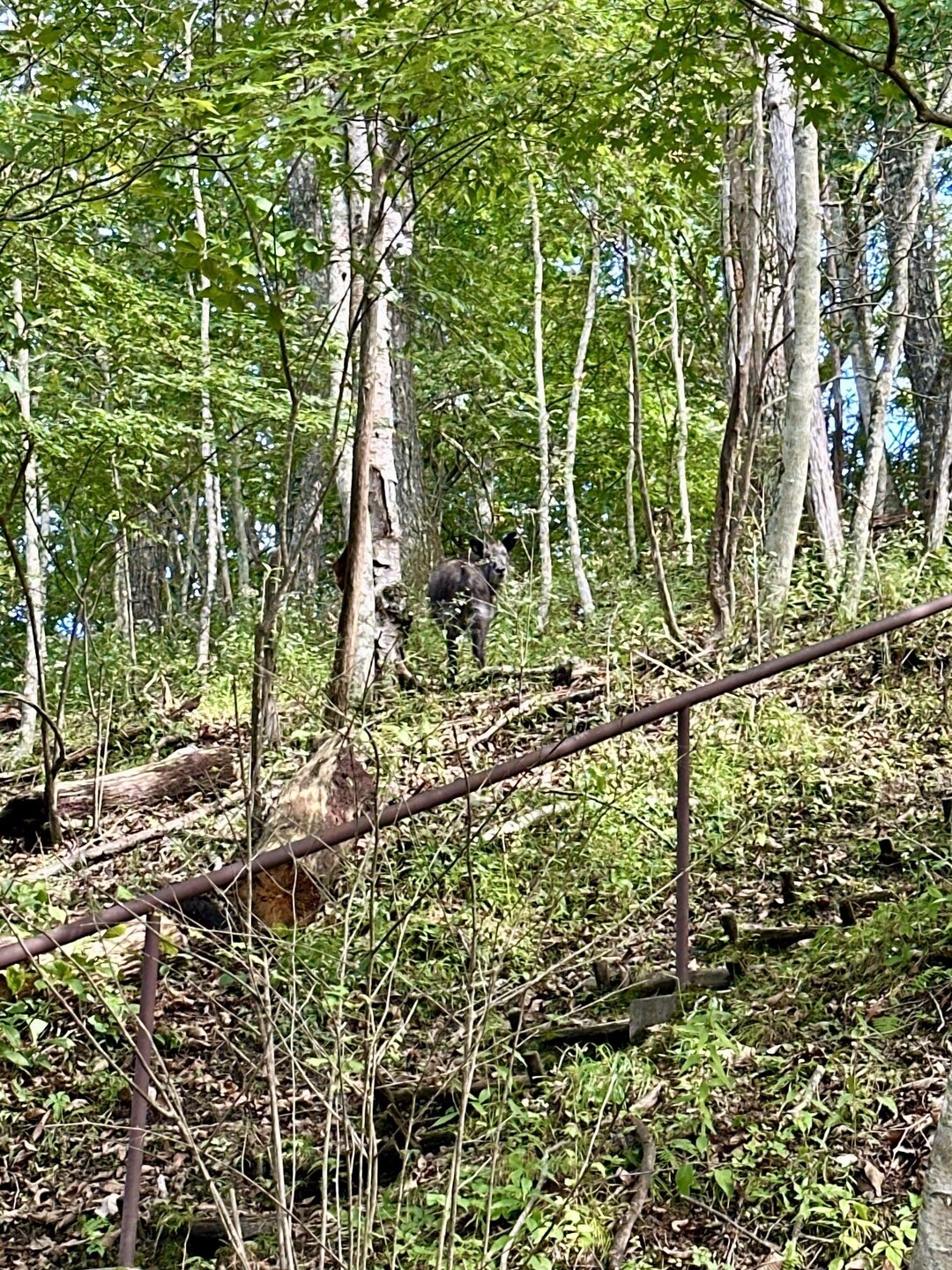 軽井沢の里山 愛宕山 / qkaruさんの鼻曲山・氷妻山・留夫山の活動データ | YAMAP / ヤマップ