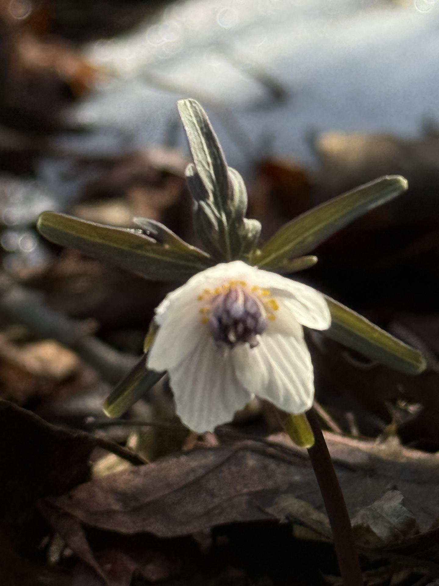金剛山 / Takuさんの金剛山・二上山・大和葛城山の活動データ | YAMAP / ヤマップ