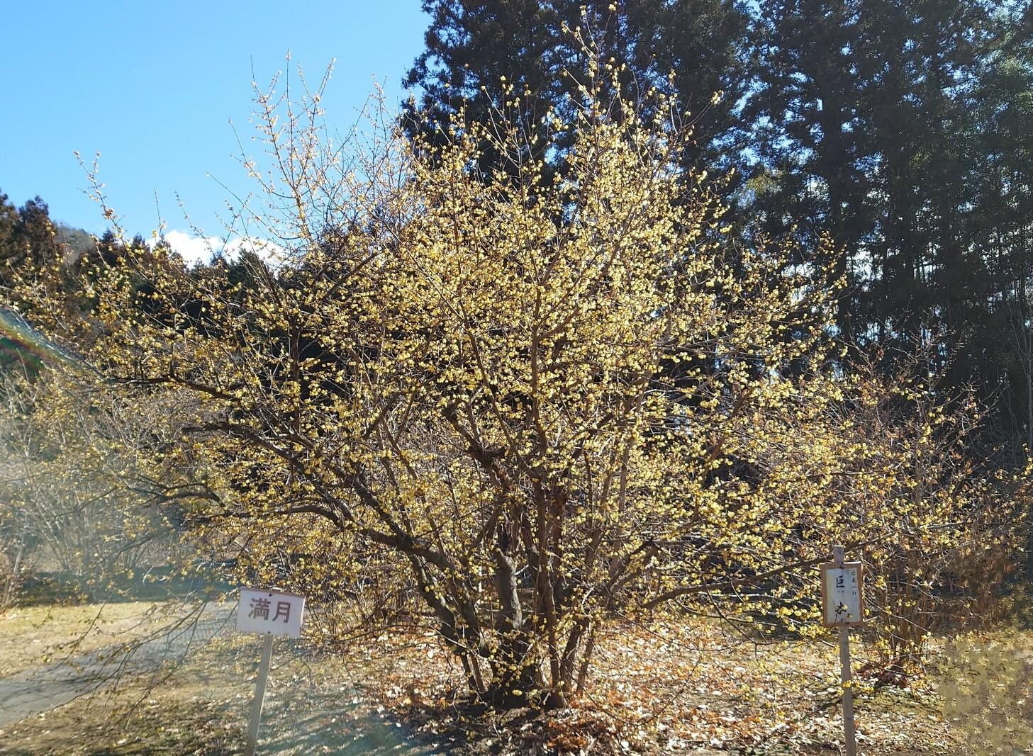 2/11 鹿沼市にぁる蝋梅の里へ ぉ出か... / 🎶G-DRAGON🎶さんのモーメント | YAMAP / ヤマップ