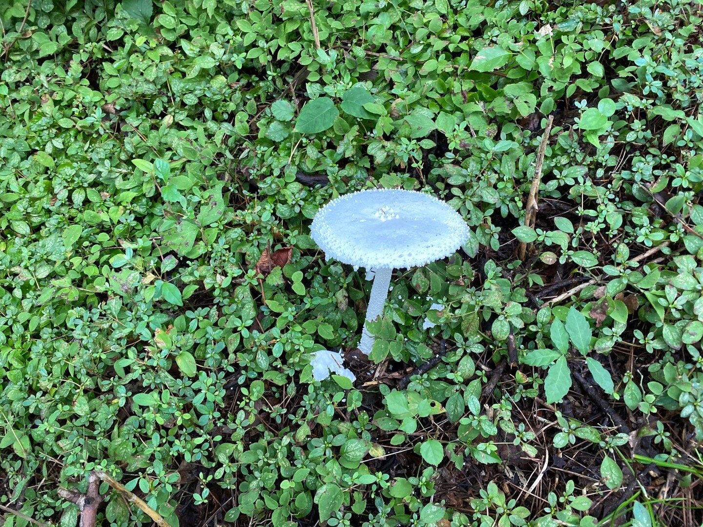 達居森 / kung-fuさんのウォーキングの活動データ | YAMAP / ヤマップ