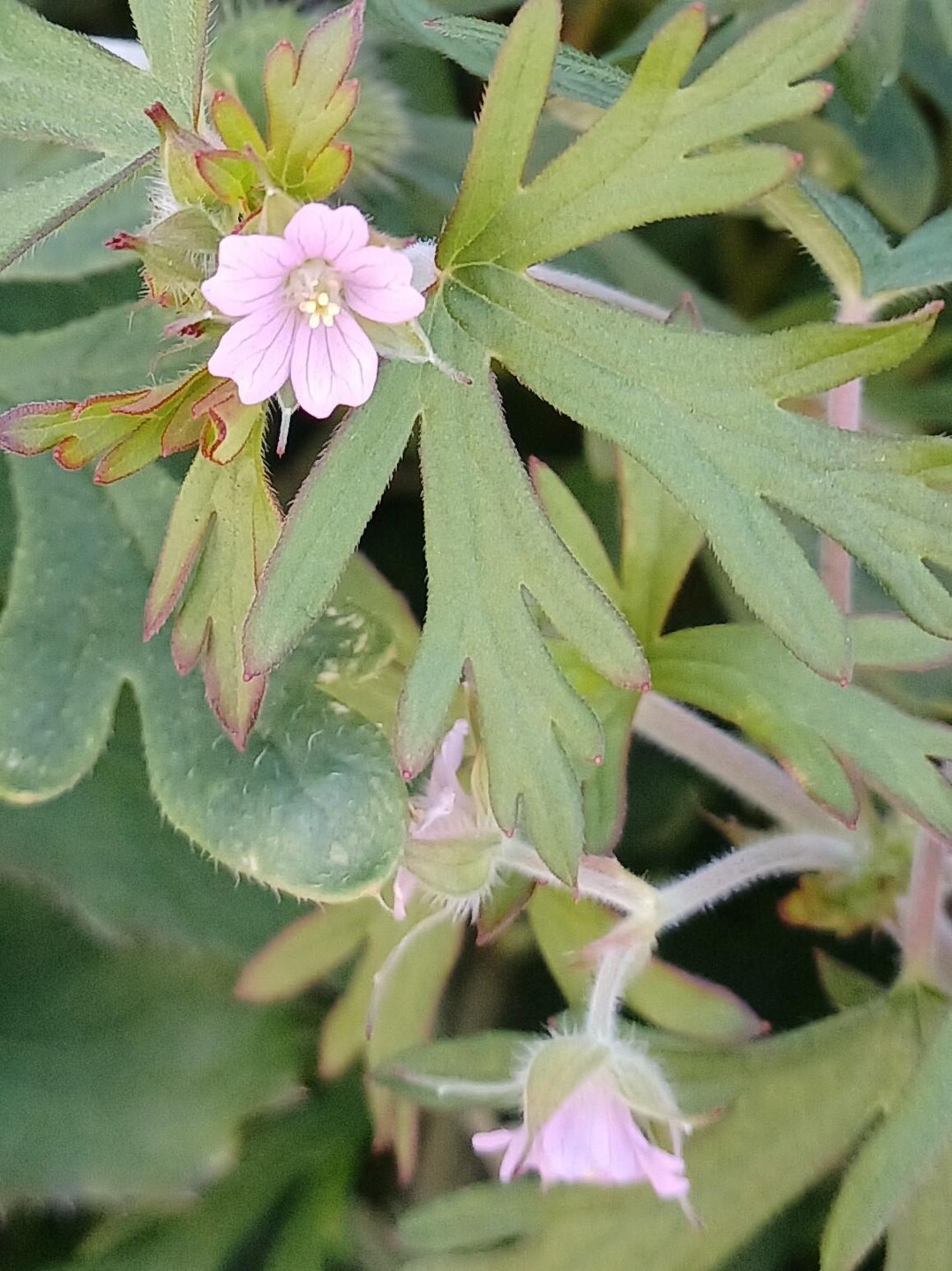 『世の中に〝雑草〟という草は無い。どんな... / hiroさんのモーメント | YAMAP / ヤマップ