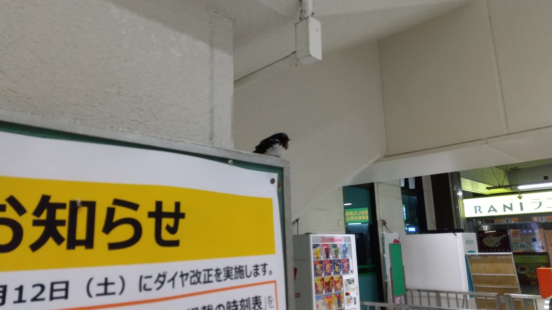 今年のJR片倉駅のツバメ。人に慣れすぎ ... / あとりさんのモーメント | YAMAP / ヤマップ