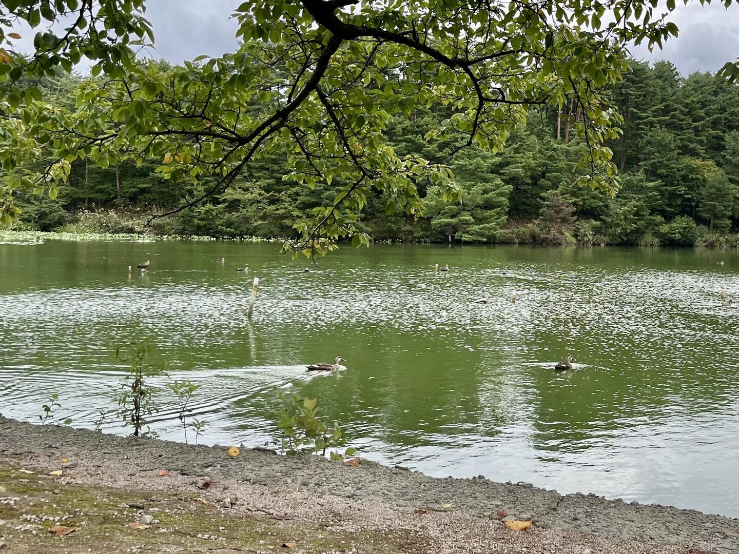 五十公野山・焼山⛰初訪問😃😁 / w823hさんの五十公野山の活動データ | YAMAP / ヤマップ