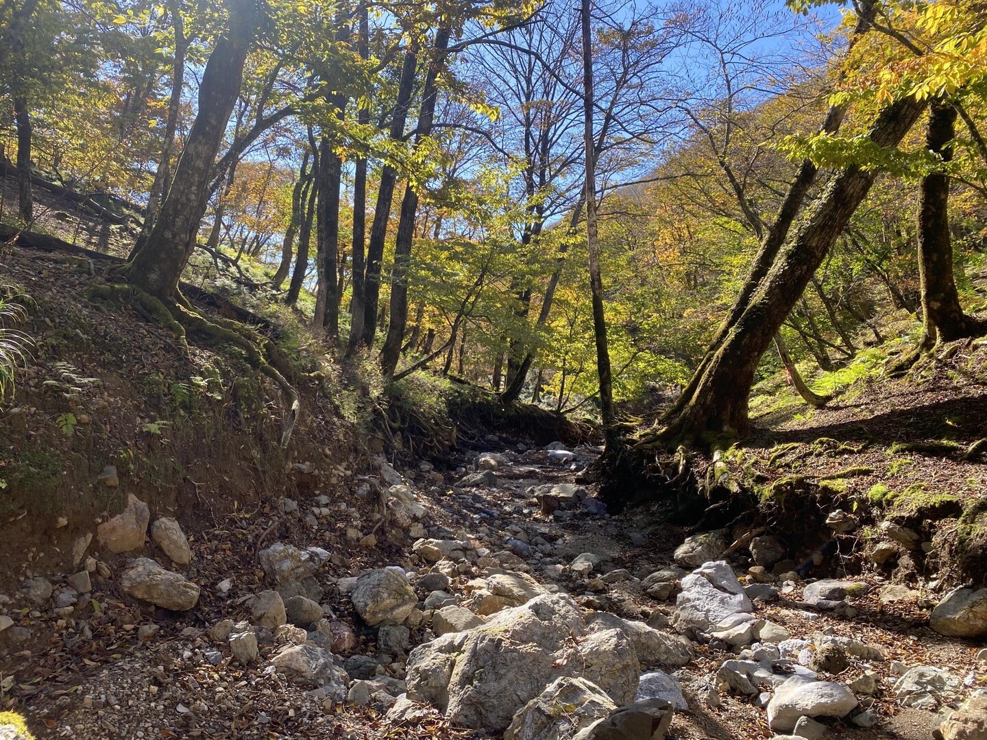 晩秋の真の谷をゆく〜カタクリ峠をめざして / k2ma34さんの藤原岳・御池岳の活動データ | YAMAP / ヤマップ