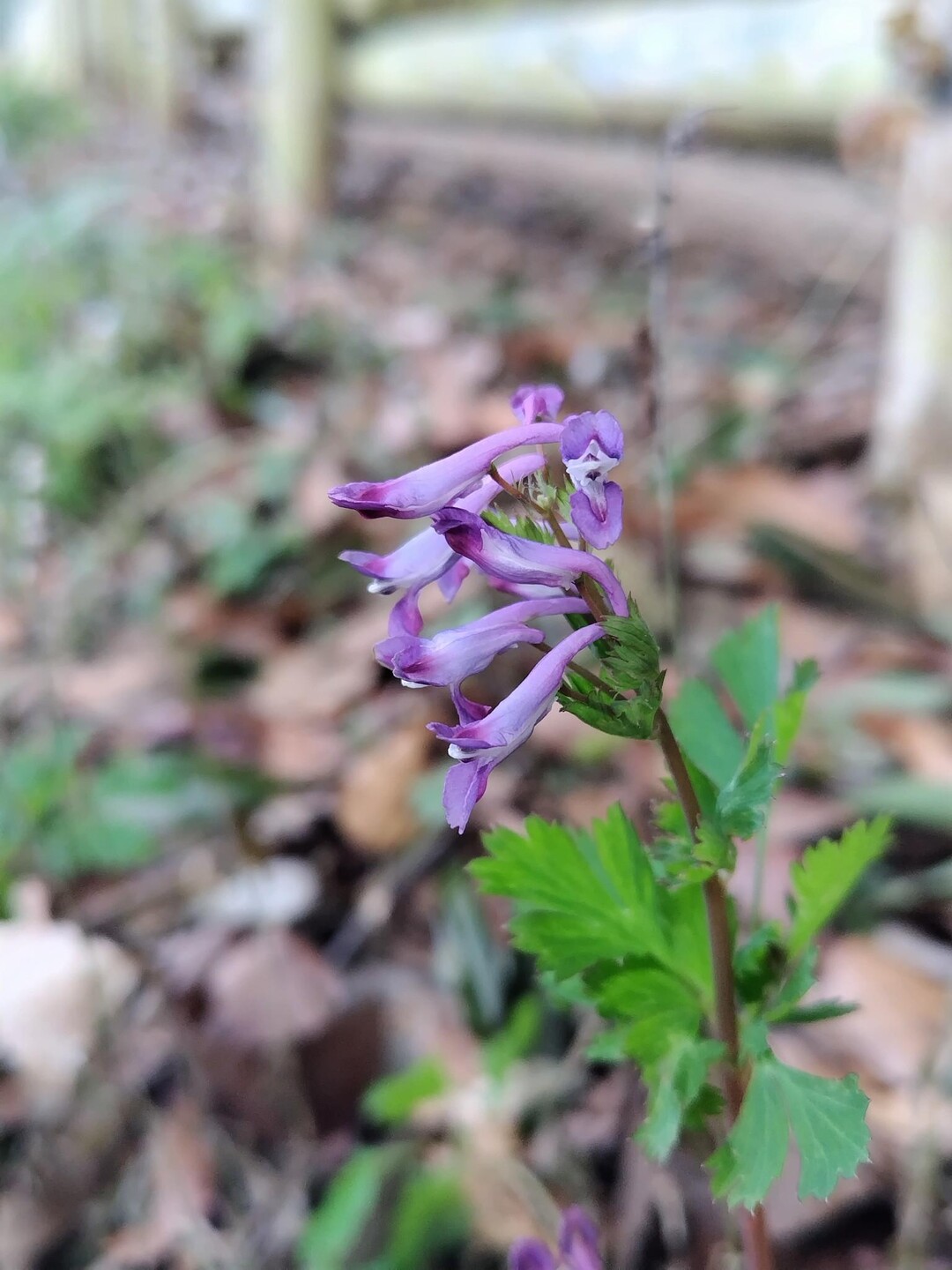 立田山憩いの森 R6.12.25 / かわとんぼさんの熊本市（中央エリア・北エリア）の活動データ | YAMAP / ヤマップ