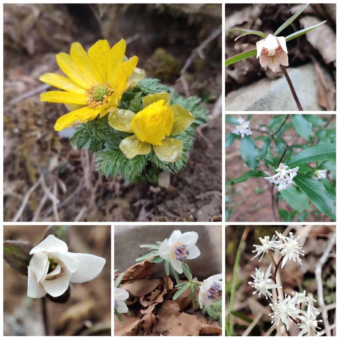 丸山・草木・多志田山・藤原岳 / susanさんの藤原岳・御池岳の活動日記 | YAMAP / ヤマップ