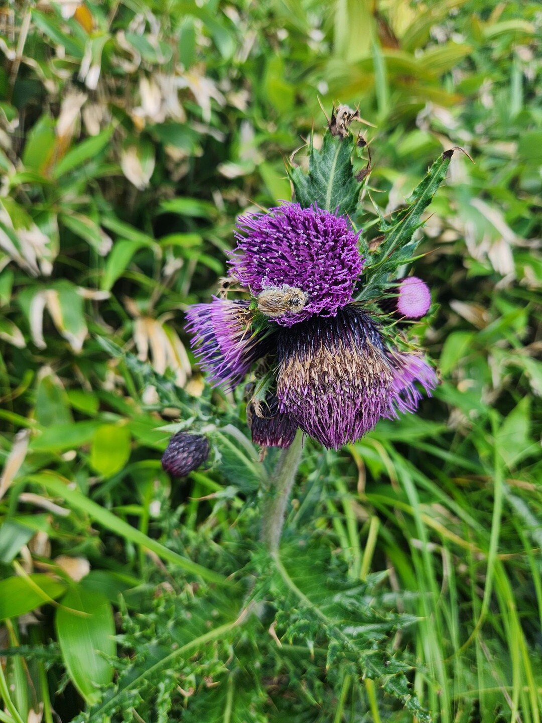 苗場山 祓川コース リフト利用 / NATSUさんの苗場山・赤倉山・佐武流山の活動データ | YAMAP / ヤマップ