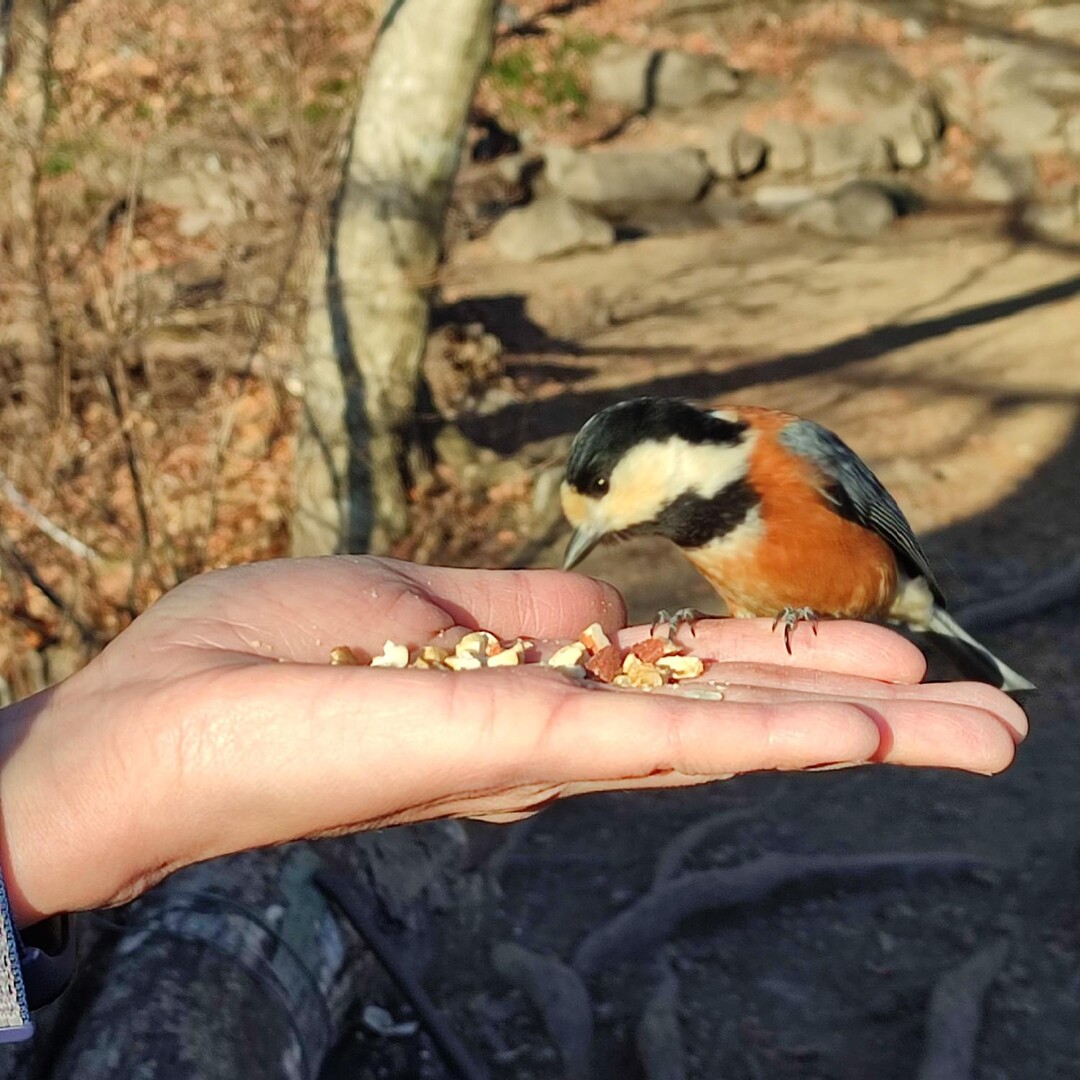 水沢山でヤマガラ三昧 / hime♪さんの榛名山・天狗山・天目山の活動データ | YAMAP / ヤマップ
