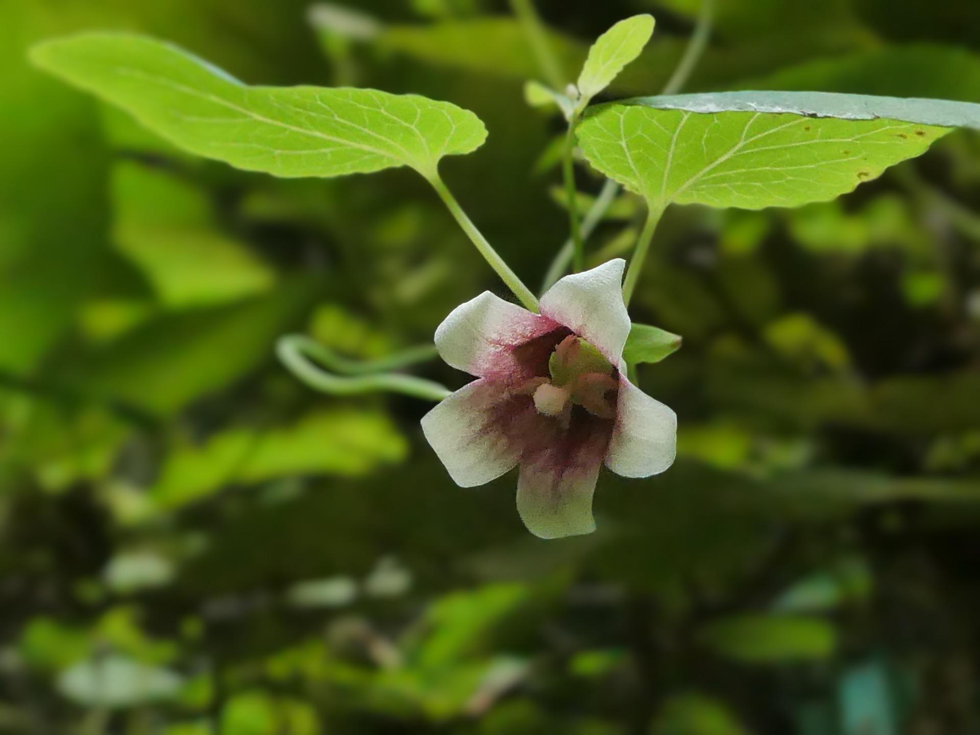 高尾山に秋が来た / skipさんの高尾山・陣馬山・景信山の活動データ | YAMAP / ヤマップ