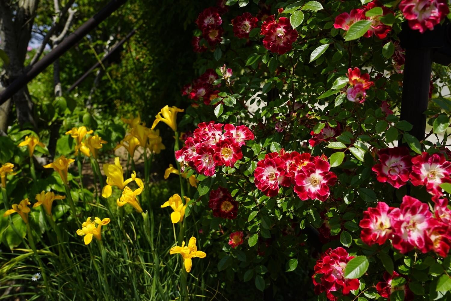 先日姥ヶ岳に登って以来、右足に体重をかけ... / かぶれやぶれさんのモーメント | YAMAP / ヤマップ