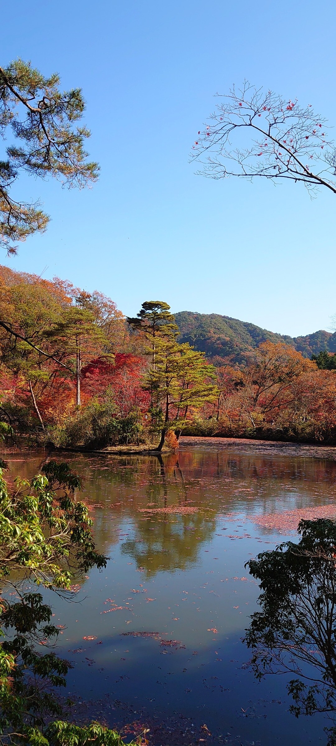 摩耶山（元町〜市章山〜修法ヶ原池〜森林植物園〜摩耶山） / zzzさんの六甲山・長峰山・摩耶山の活動データ | YAMAP / ヤマップ