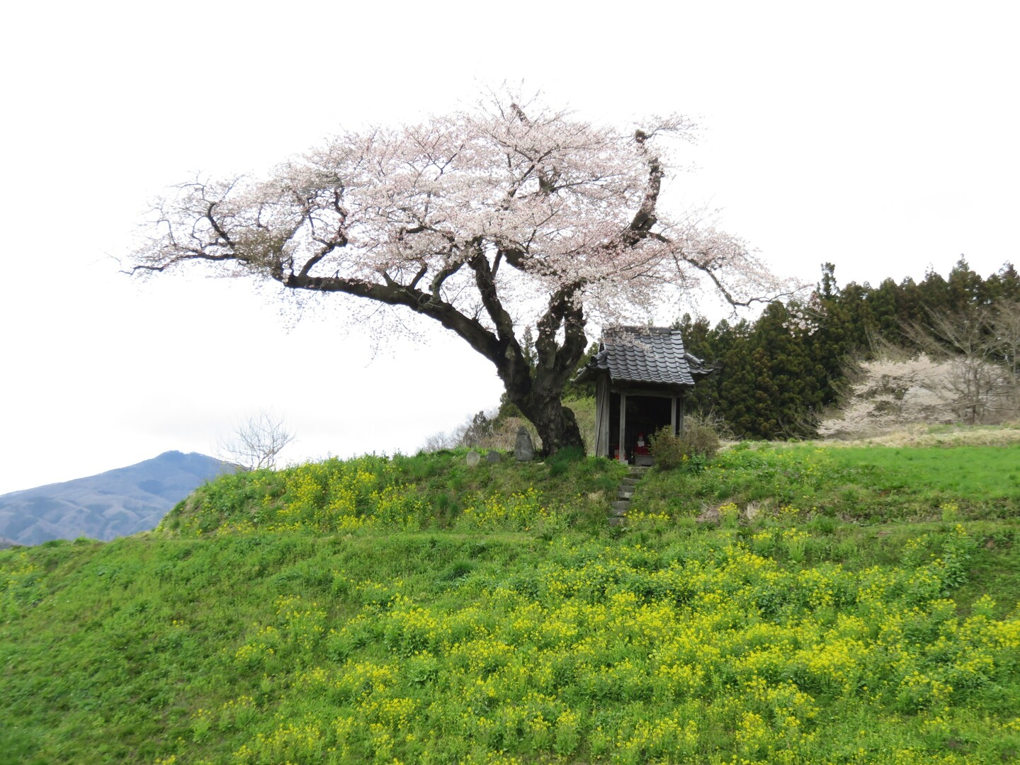 2021.03.14(日) 21:52 / ケロケロ🐸🐸🐸さんのモーメント | YAMAP / ヤマップ
