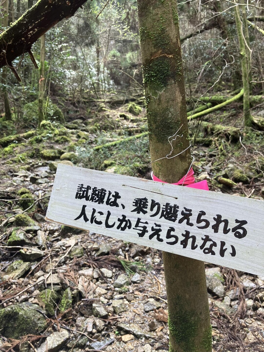 作礼山東峰（権現山）・作礼山・897ピーク / エイジ猫さんの作礼山の活動データ | YAMAP / ヤマップ