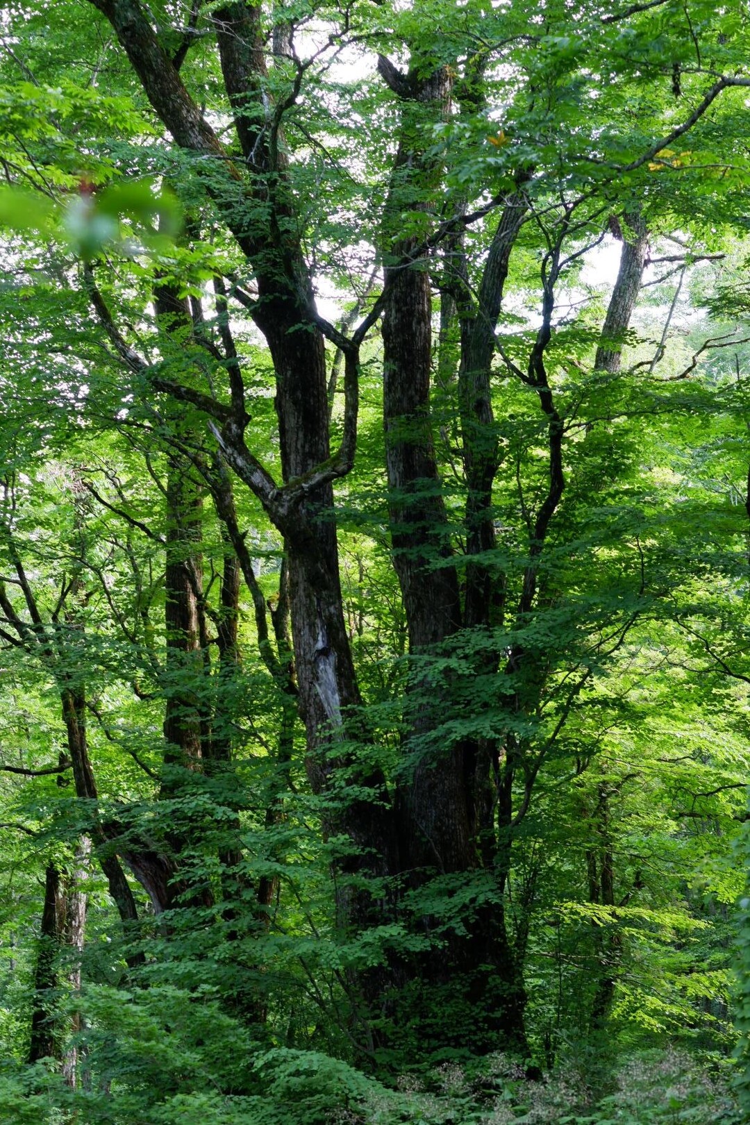 岐阜の宝 天生湿原-2023-08-19 / ポチャマロさんのウォーキングの活動データ | YAMAP / ヤマップ