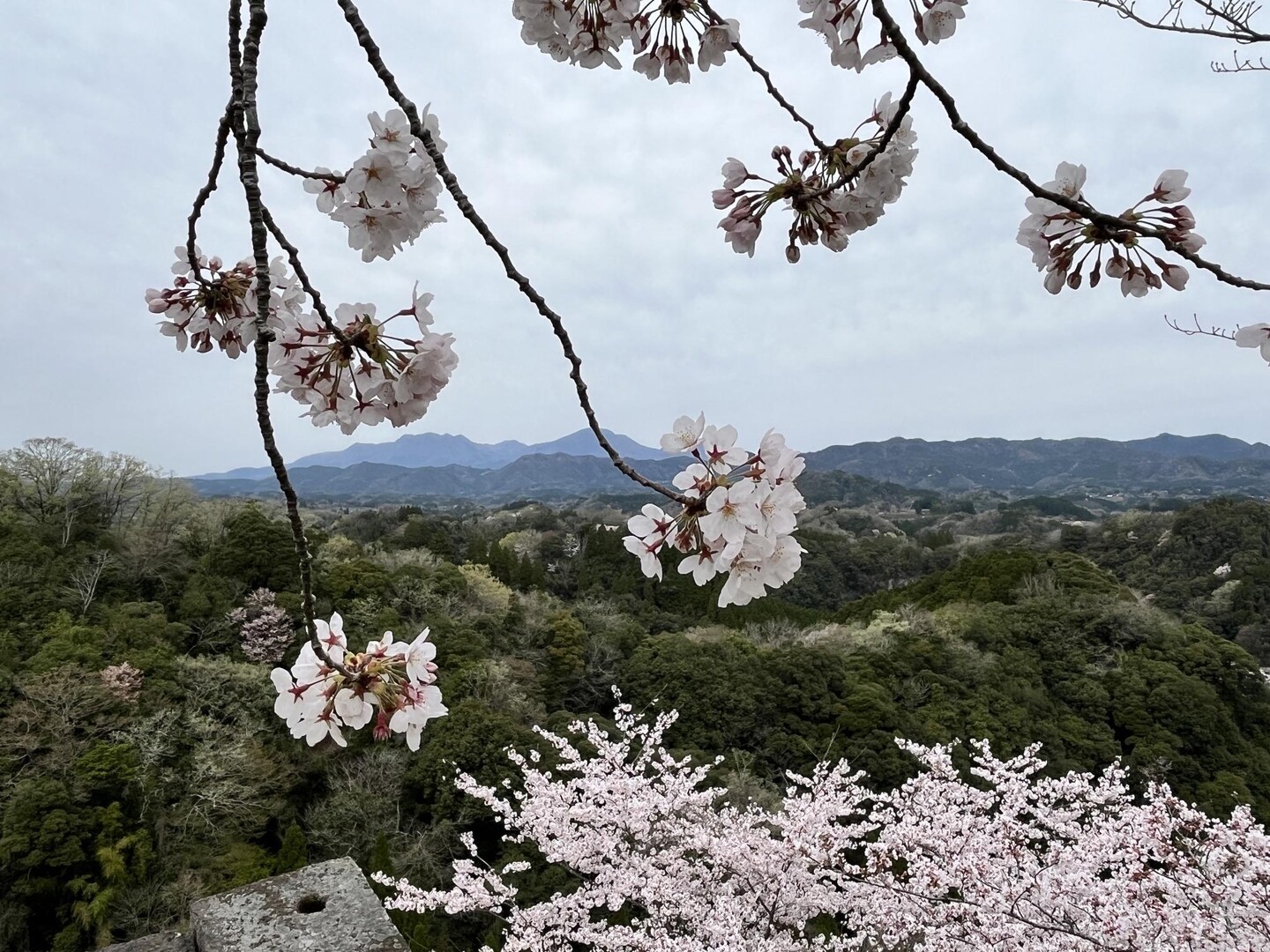 桜とくじゅう連山、 桜と祖母山、 そして... / machikoさんのモーメント | YAMAP / ヤマップ