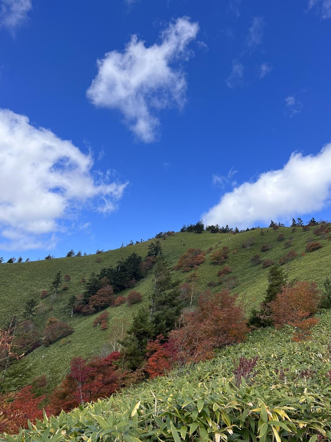 横岳・大川入山ー赤い羊放牧中🐏 / kikiさんの大川入山・横岳の活動データ | YAMAP / ヤマップ