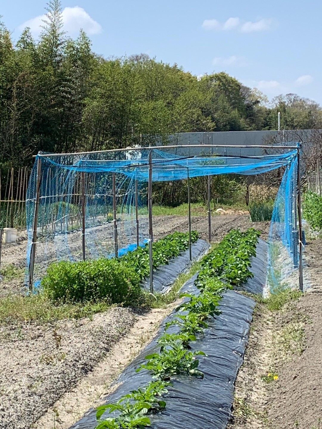 畑-2023-04-03 / Lucy mさんのその他の活動日記 | YAMAP / ヤマップ