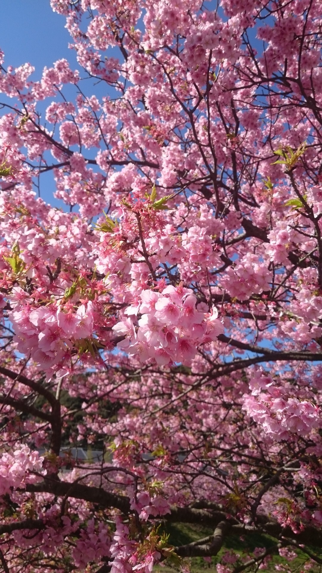 makiのページ | YAMAP / ヤマップ