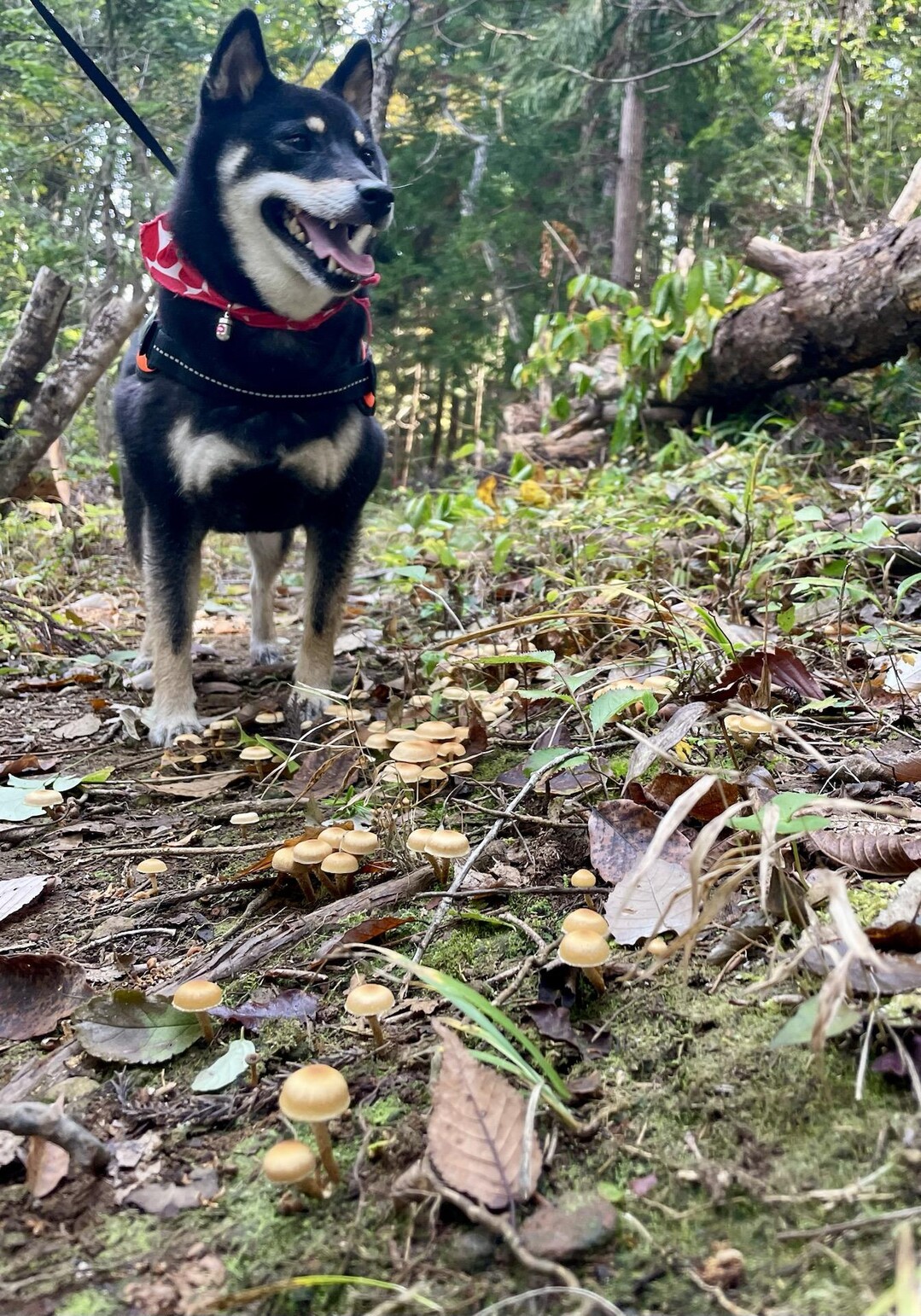 柴犬と西風蕃山・蕃山2024/10/27 / chi.shiさんの太白山・萱ヶ崎山・蕃山の活動日記 | YAMAP / ヤマップ