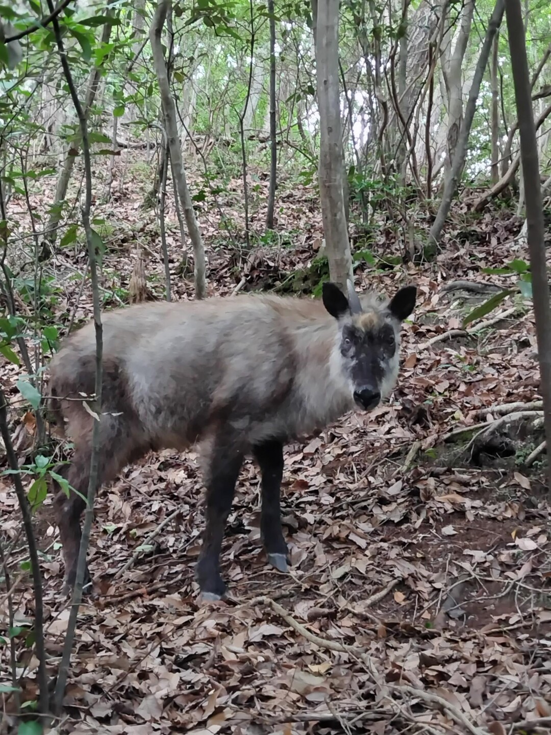 猿投山 / こしさんの猿投山・物見山の活動日記 | YAMAP / ヤマップ