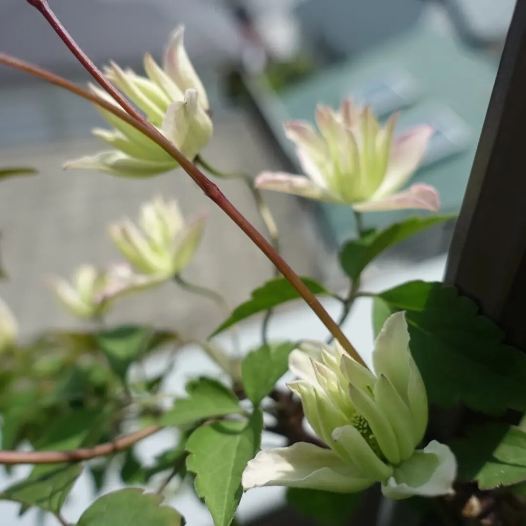 もう初夏の庭。 今週末は山に行きたい。 ... / zuccoさんのモーメント | YAMAP / ヤマップ