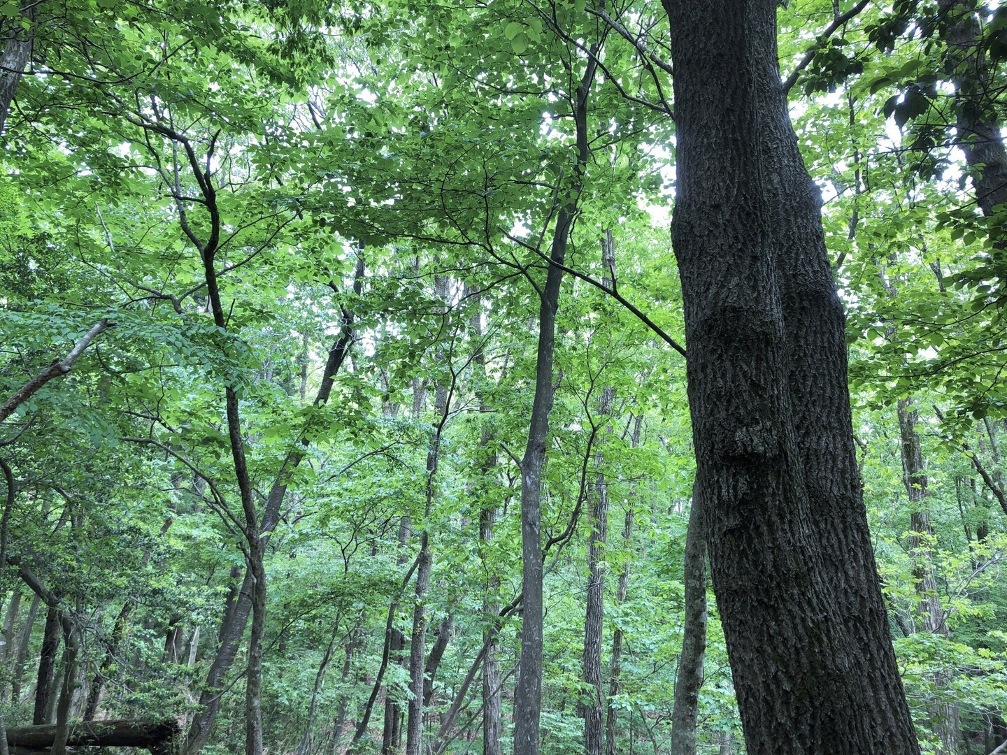 賑わってました下市山♬ / やおさんの下市山の活動データ | YAMAP / ヤマップ