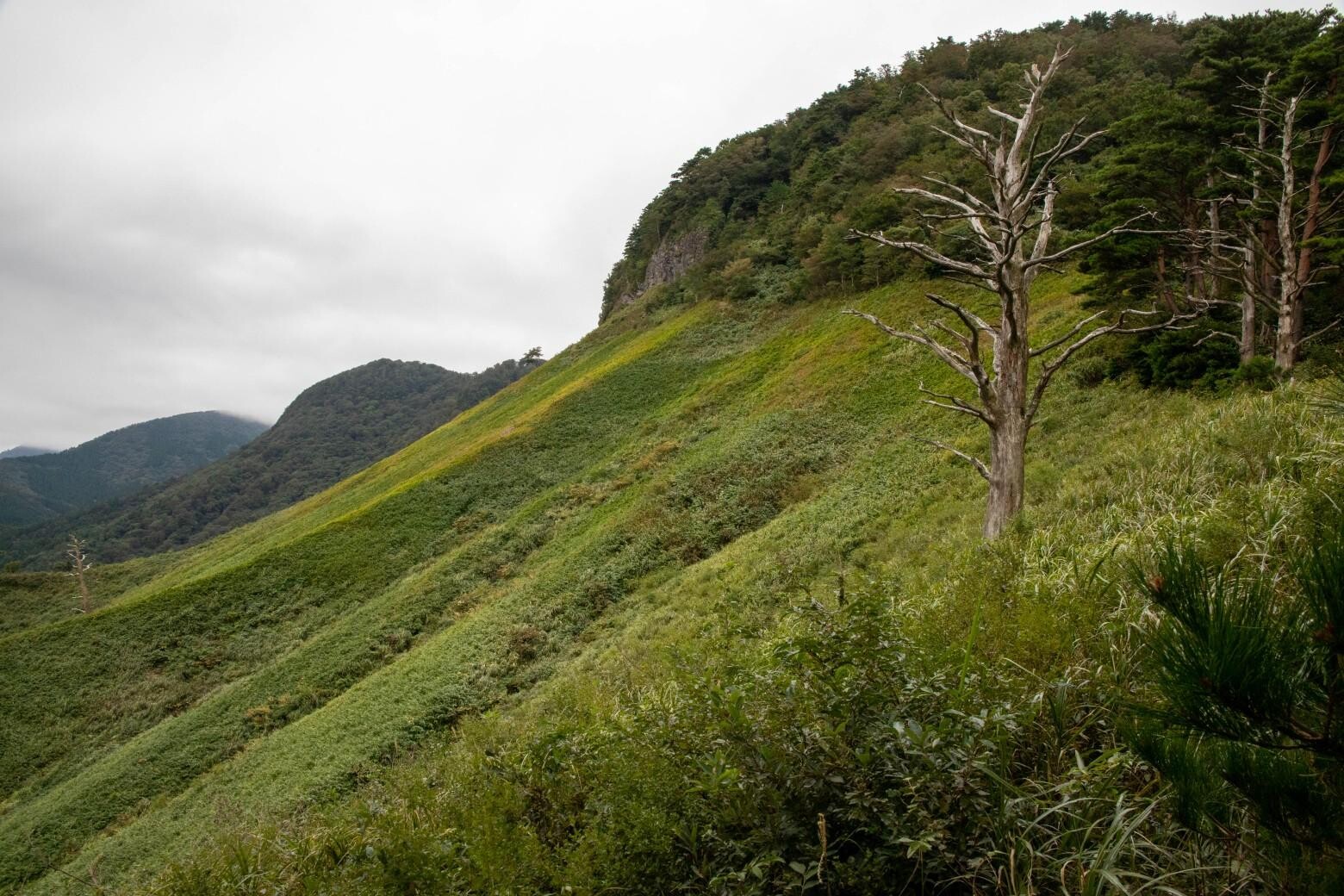 船上山 / IKEMICHIさんの大山・甲ヶ山・野田ヶ山の活動データ | YAMAP / ヤマップ