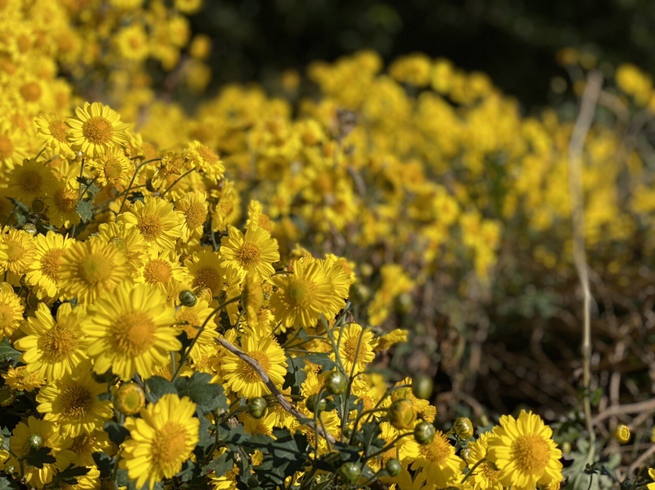 立花山 2周目 / Yo-chiさんの立花山・三日月山・城ノ越山の活動データ | YAMAP / ヤマップ