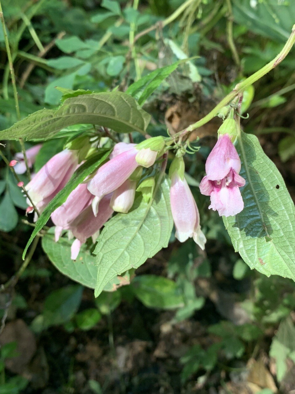 またまた高尾山 2021-09-22 / Atto-Rieさんの高尾山・陣馬山・景信山の活動データ | YAMAP / ヤマップ