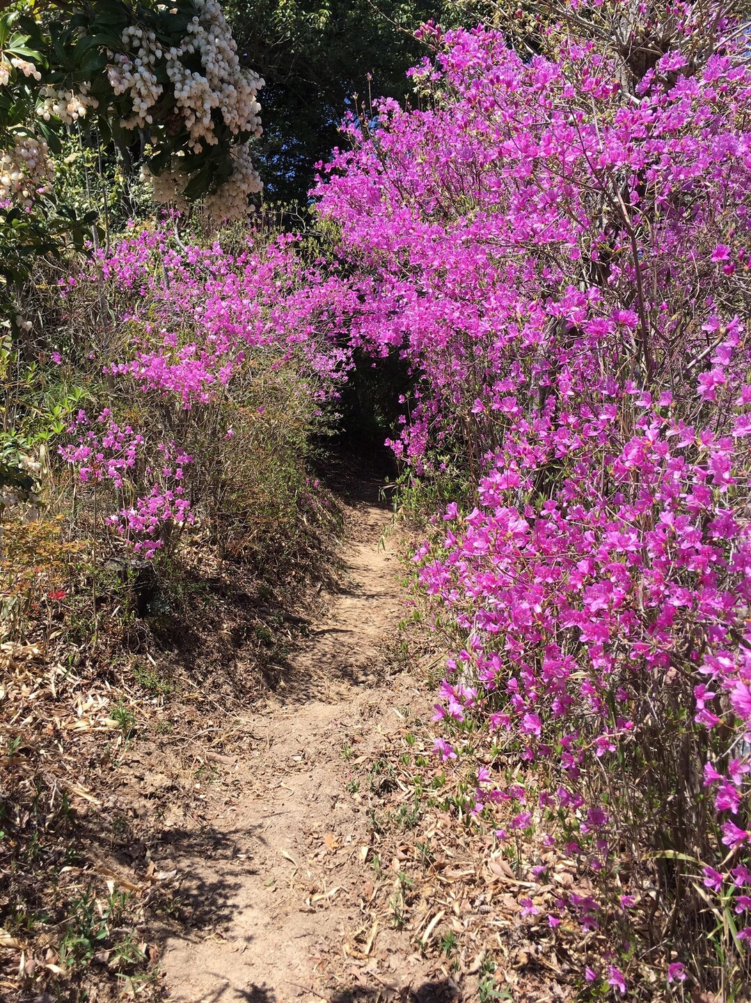 夙川〜カベノ城〜観音山〜ゴロゴロ岳〜芦屋 / のんさんの六甲山・長峰山・摩耶山の活動データ | YAMAP / ヤマップ