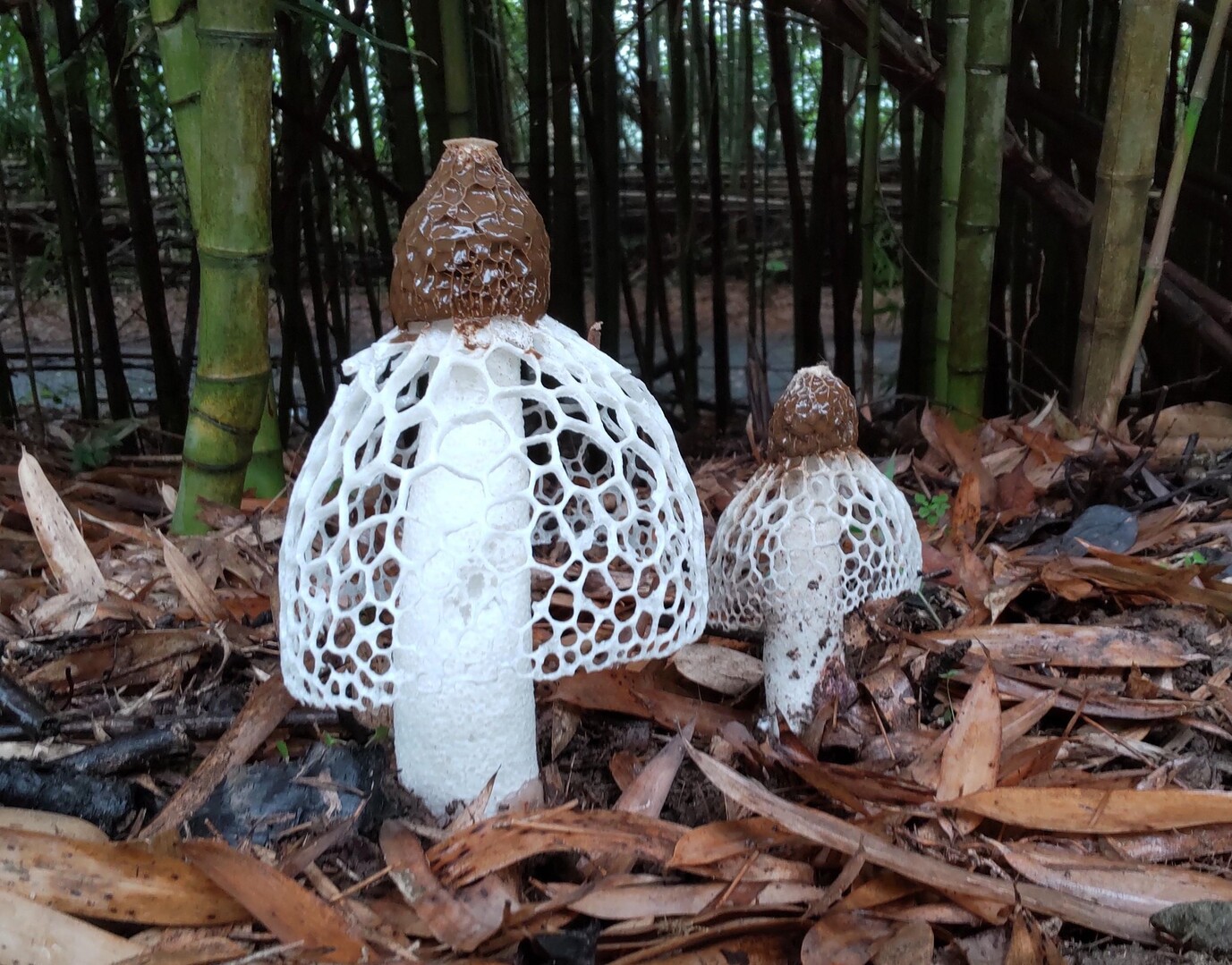 袴腰山(大津富士) 2023 R5.7... / 袴腰のベニトンボさんのモーメント | YAMAP / ヤマップ