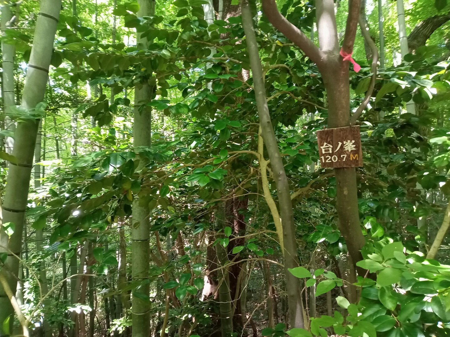 台ノ峯 / M.Tさんの台ノ峯の活動データ | YAMAP / ヤマップ