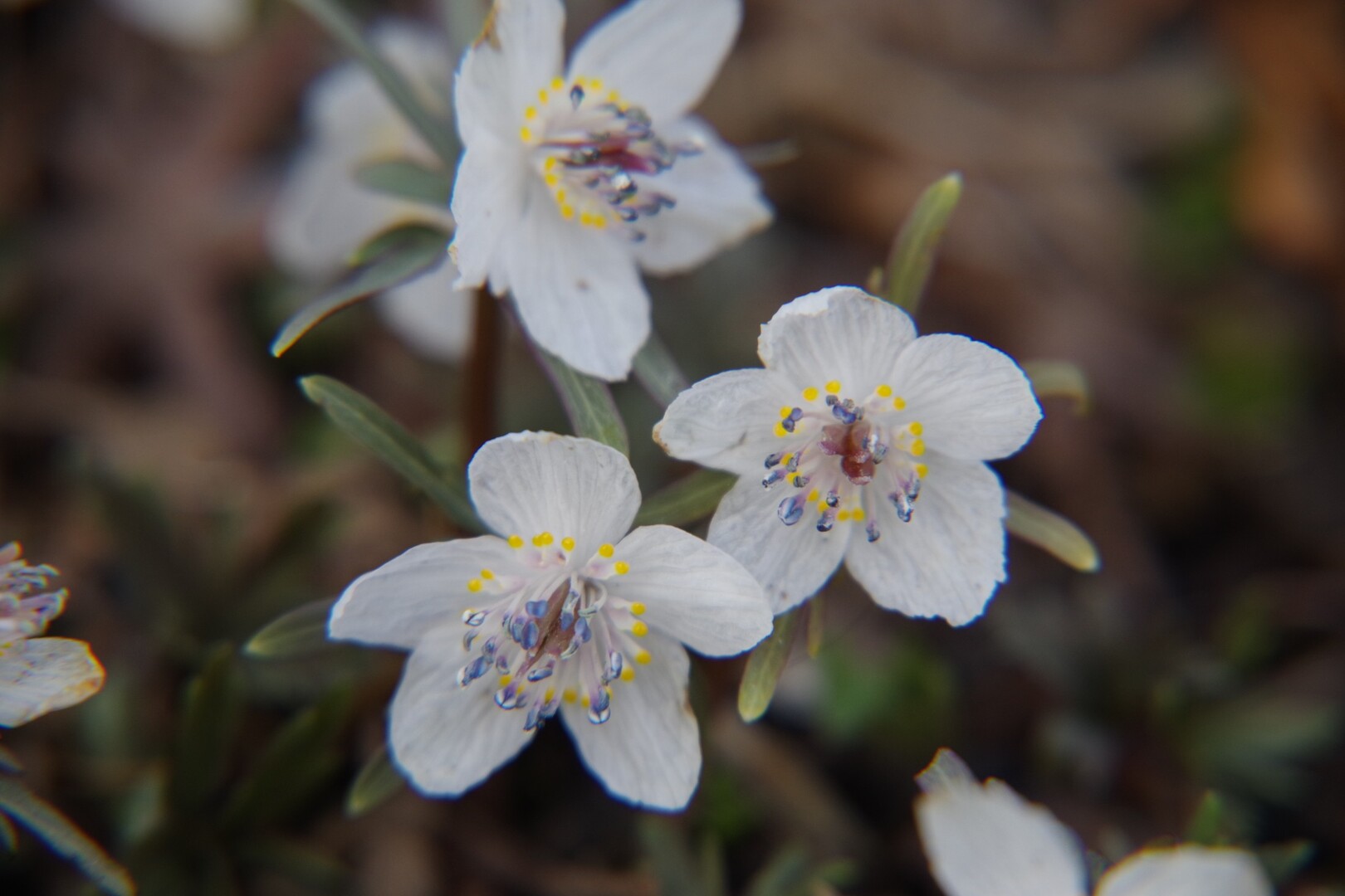節分草を見てきました。今年も幸せのイエロ... / aki_yamaさんのモーメント | YAMAP / ヤマップ